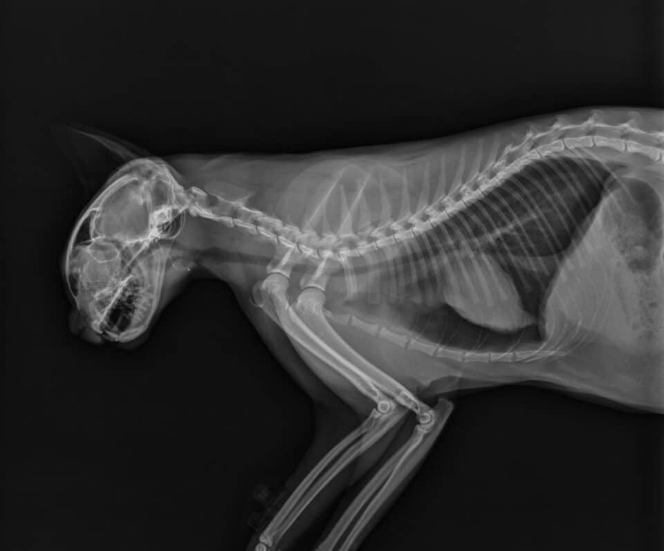 Exceptional Veterinary Hospital Care for Your Pets in Minneapolis ...