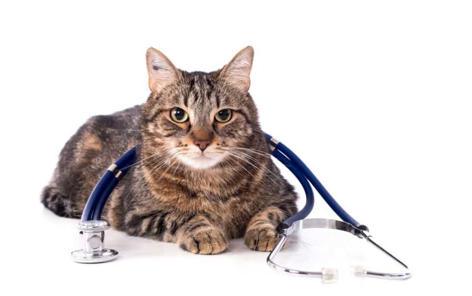 Exceptional Veterinary Hospital Care for Your Pets in Minneapolis ...